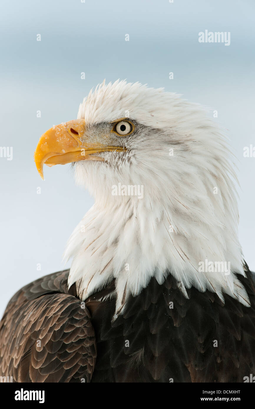 Close up Portrait of a Bald Eagle Stock Photo - Alamy