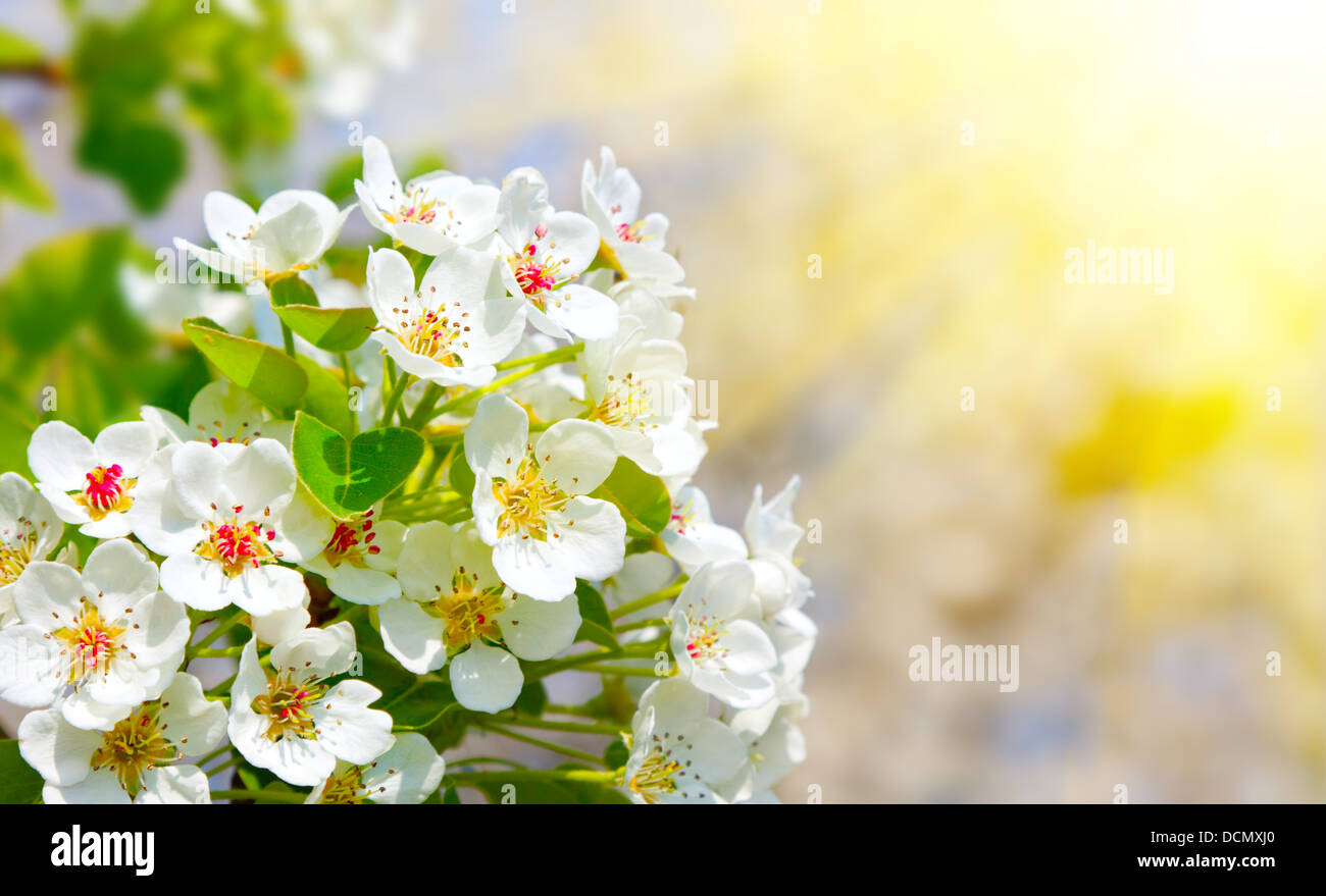 Apple bloom with sunlight, close-up Stock Photo - Alamy