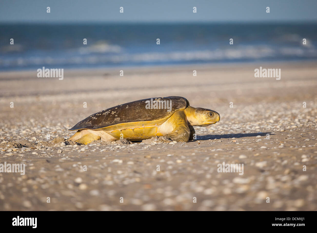 turtle at the beach Stock Photo - Alamy
