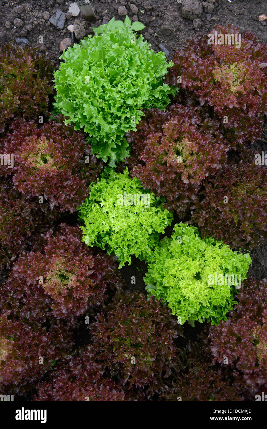 Dutch seed company hi-res stock photography and images - Alamy