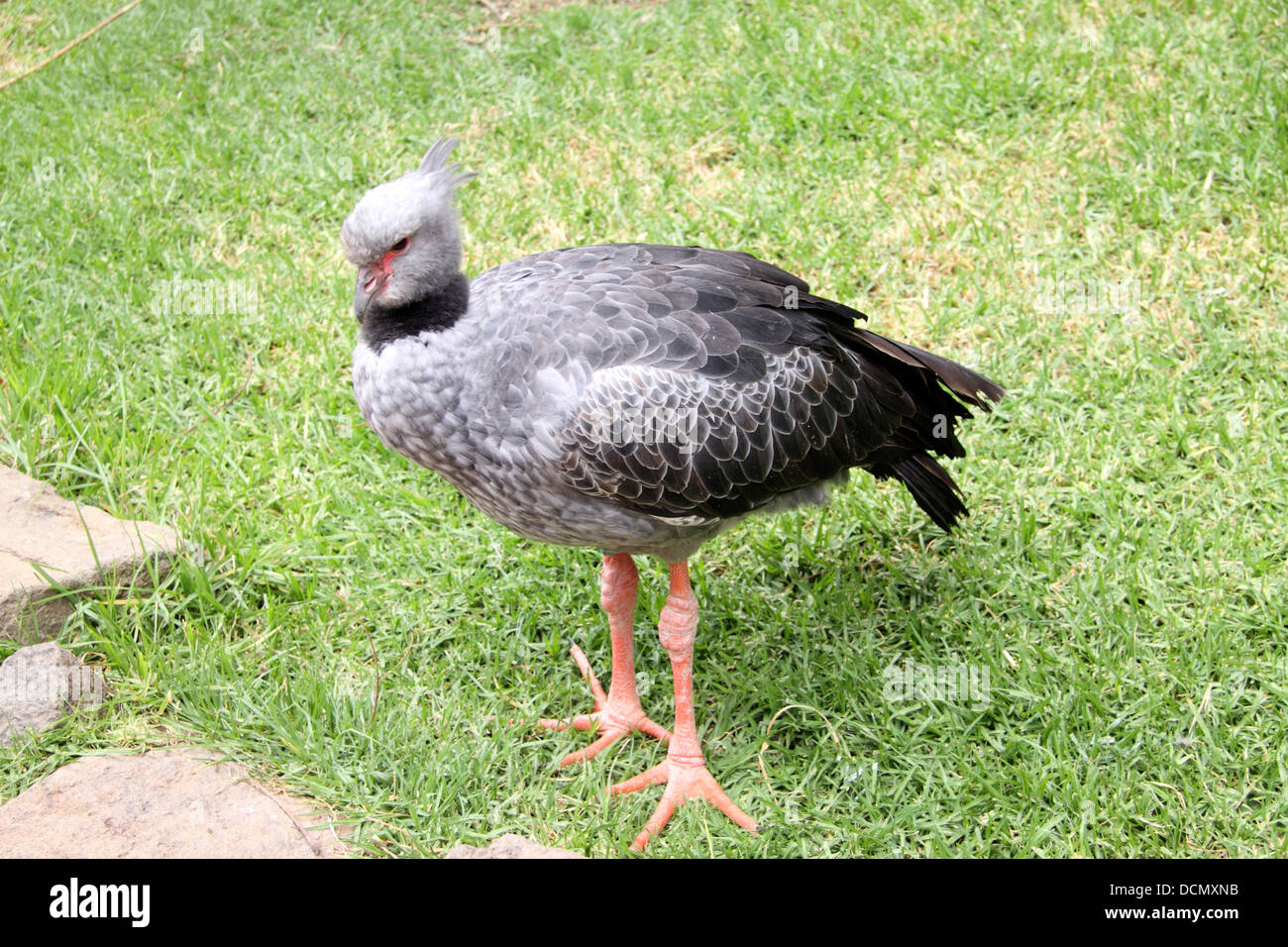 Crested screamer hi-res stock photography and images - Alamy