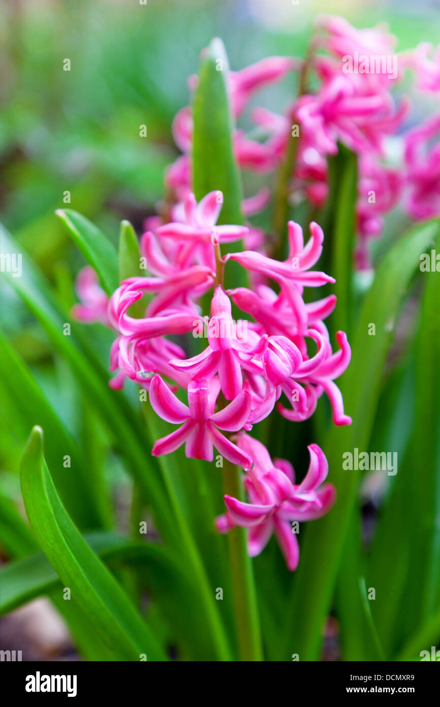 Spring blooming hyacinth in butchart gardens Stock Photo - Alamy