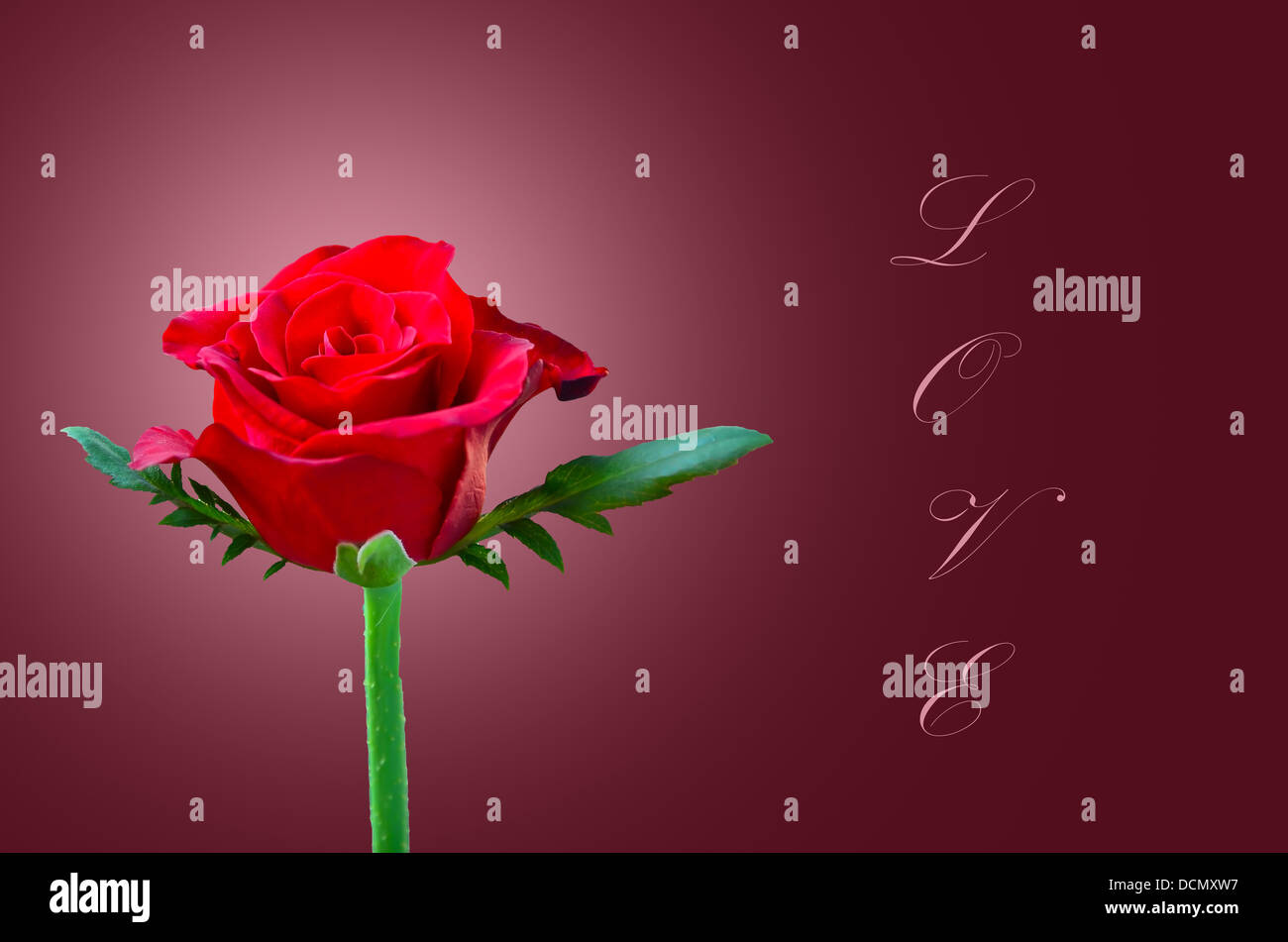 Beautiful red rose love Stock Photo - Alamy