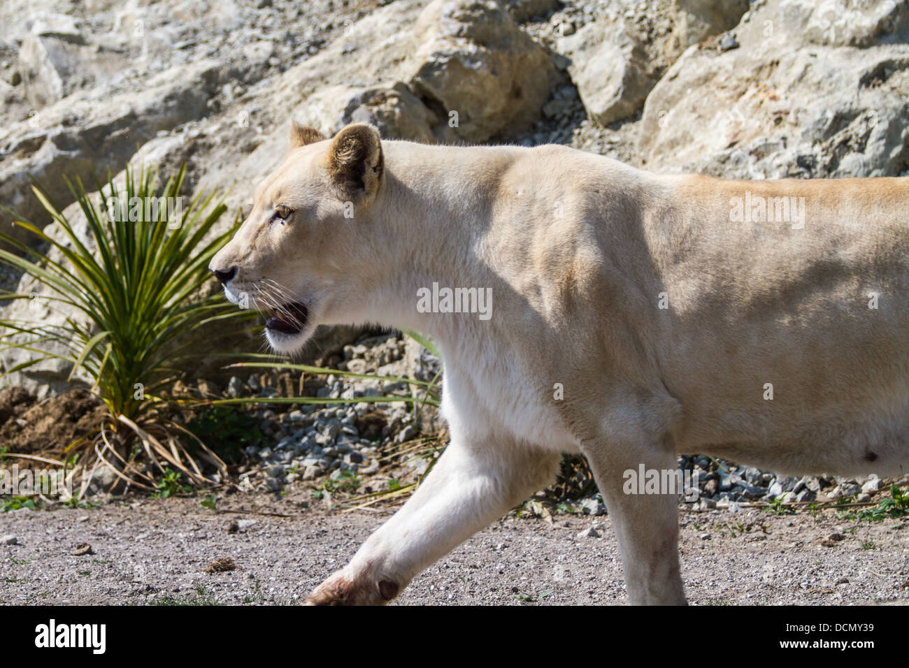 Lioness side profile wild hi-res stock photography and images - Alamy