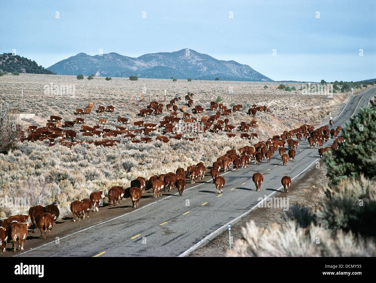 Drovers herding 'Hereford' cattle along Nevada State Highway Stock ...