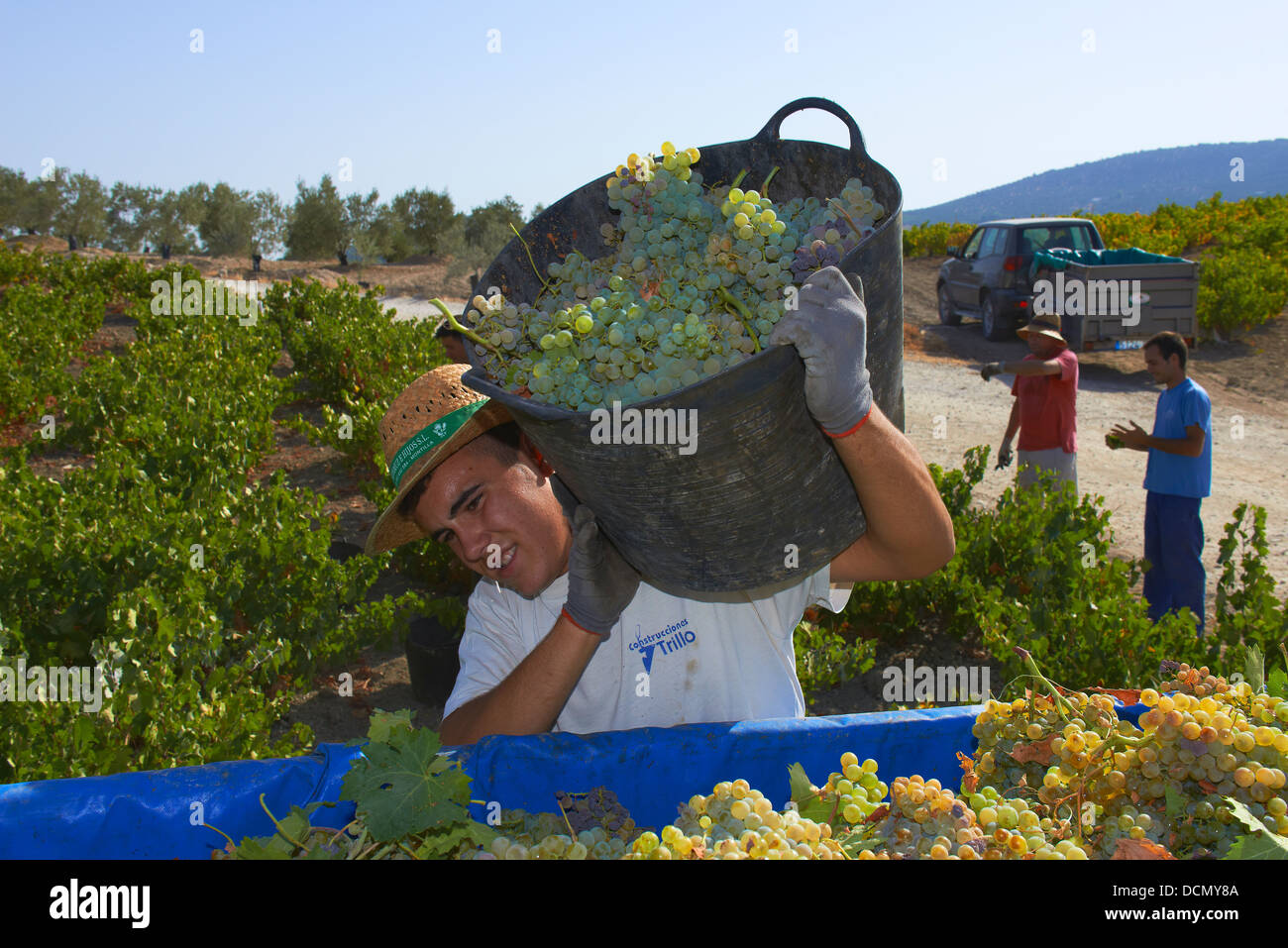 Montilla, Harvesting Pedro Ximenez wine grapes, Vintage in a vineyard ...