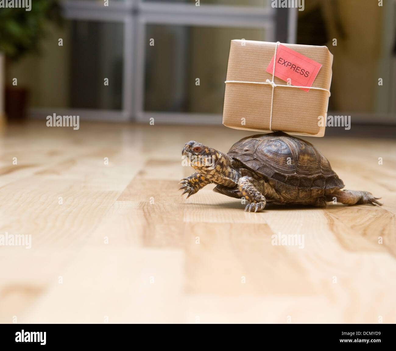 Delivery turtle hi-res stock photography and images - Alamy