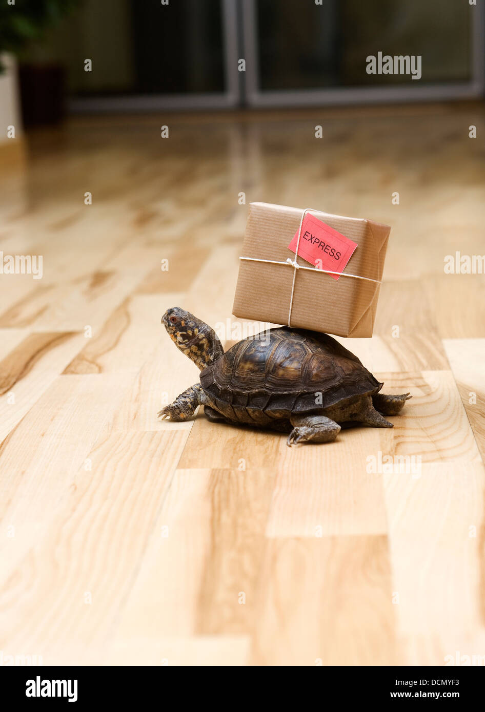 Delivery turtle hi-res stock photography and images - Alamy