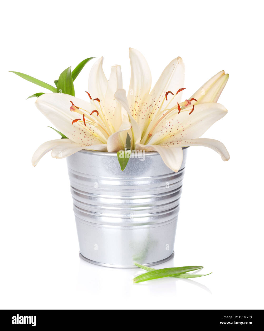 White lily flowers in bucket. Isolated on white background Stock Photo ...
