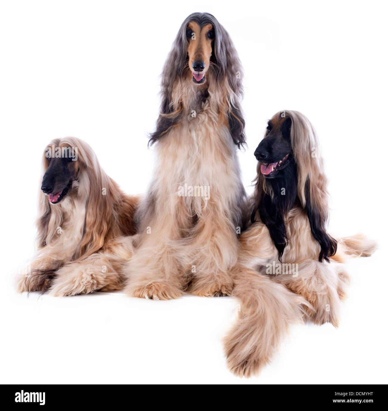 afghan hounds in front of white background Stock Photo - Alamy