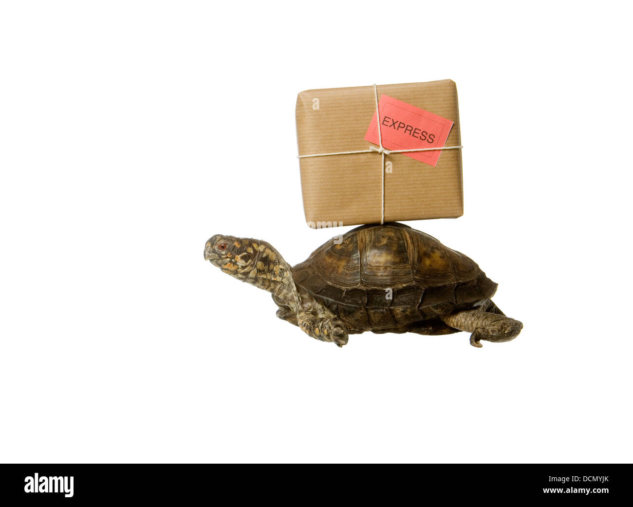 Animal cargo Cut Out Stock Images & Pictures - Alamy