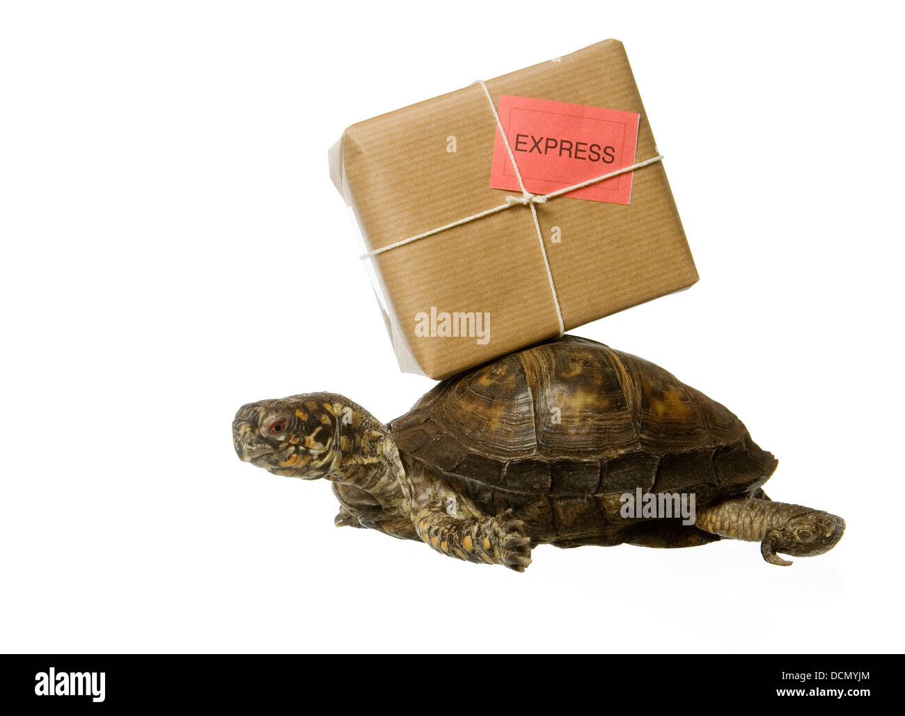 Delivery Turtle High Resolution Stock Photography and Images - Alamy