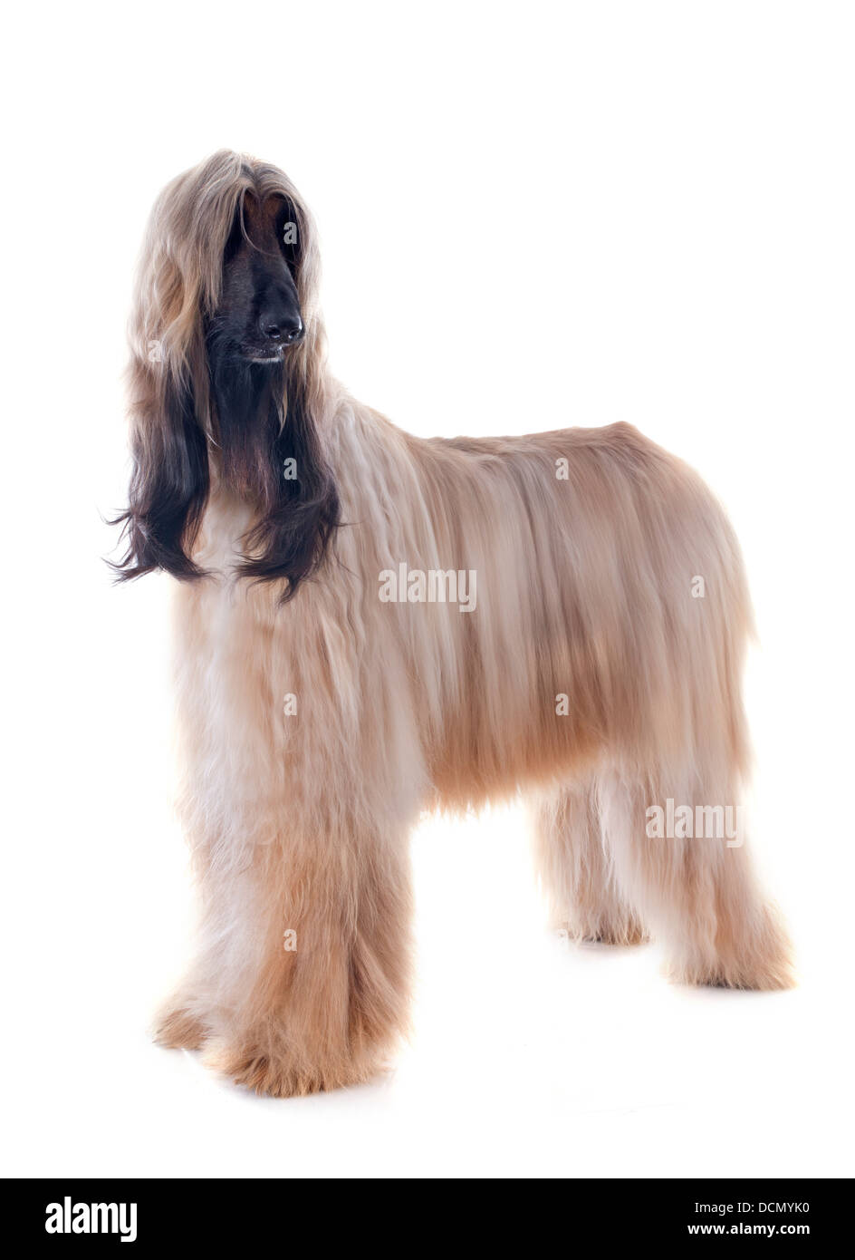 Afghan hound hair Cut Out Stock Images & Pictures - Alamy