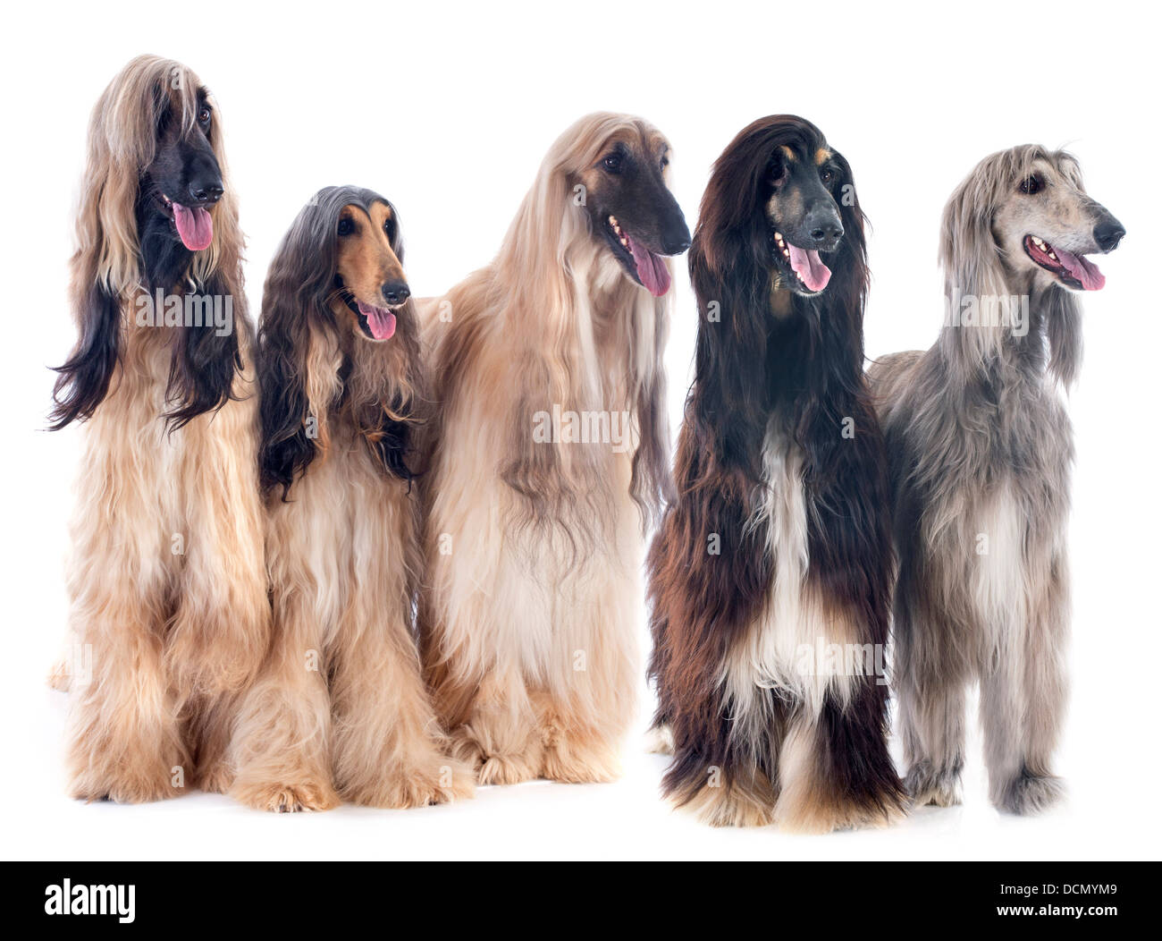afghan hounds in front of white background Stock Photo - Alamy
