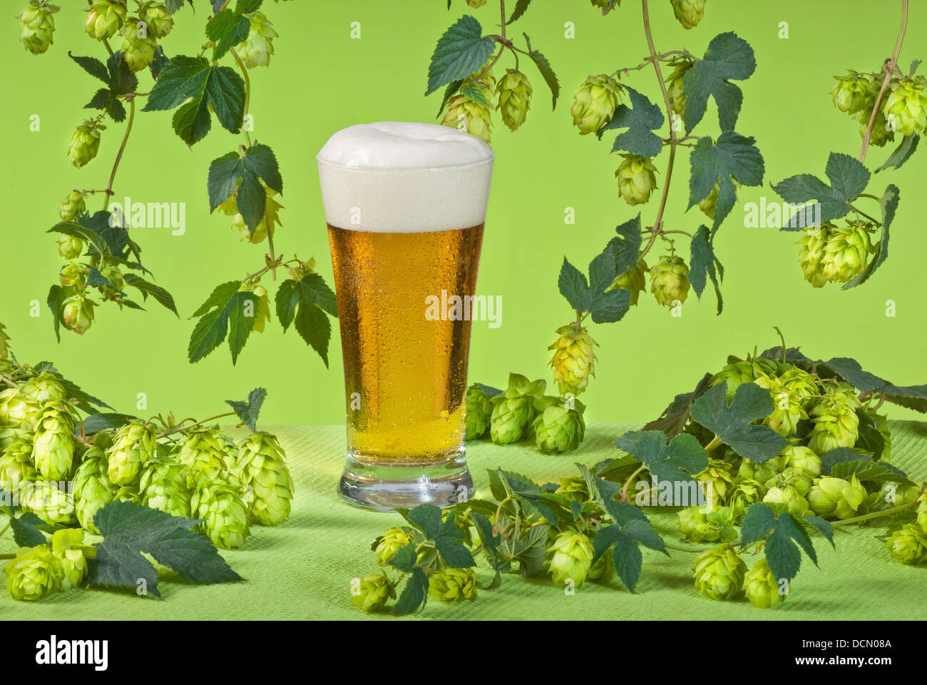 Hops hop garden beer hi-res stock photography and images - Alamy