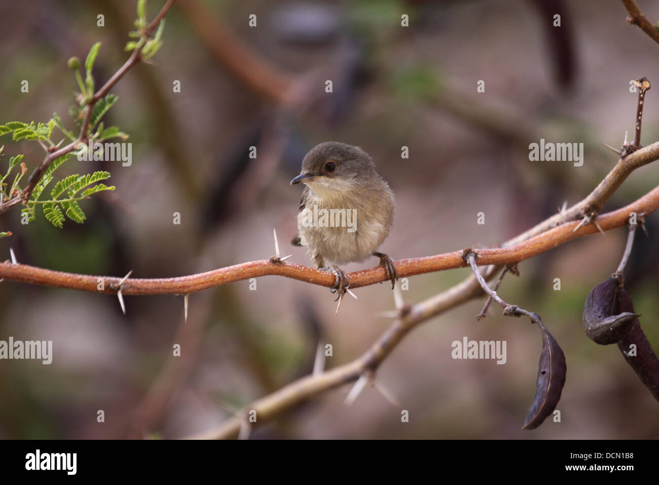 Sardinian warblers sylvia melanocephala hi-res stock photography and ...