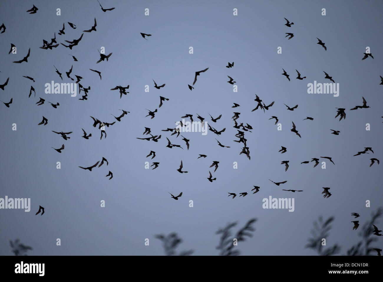 bats cloud Cambodia Battambang Asia fruit feed out Stock Photo - Alamy