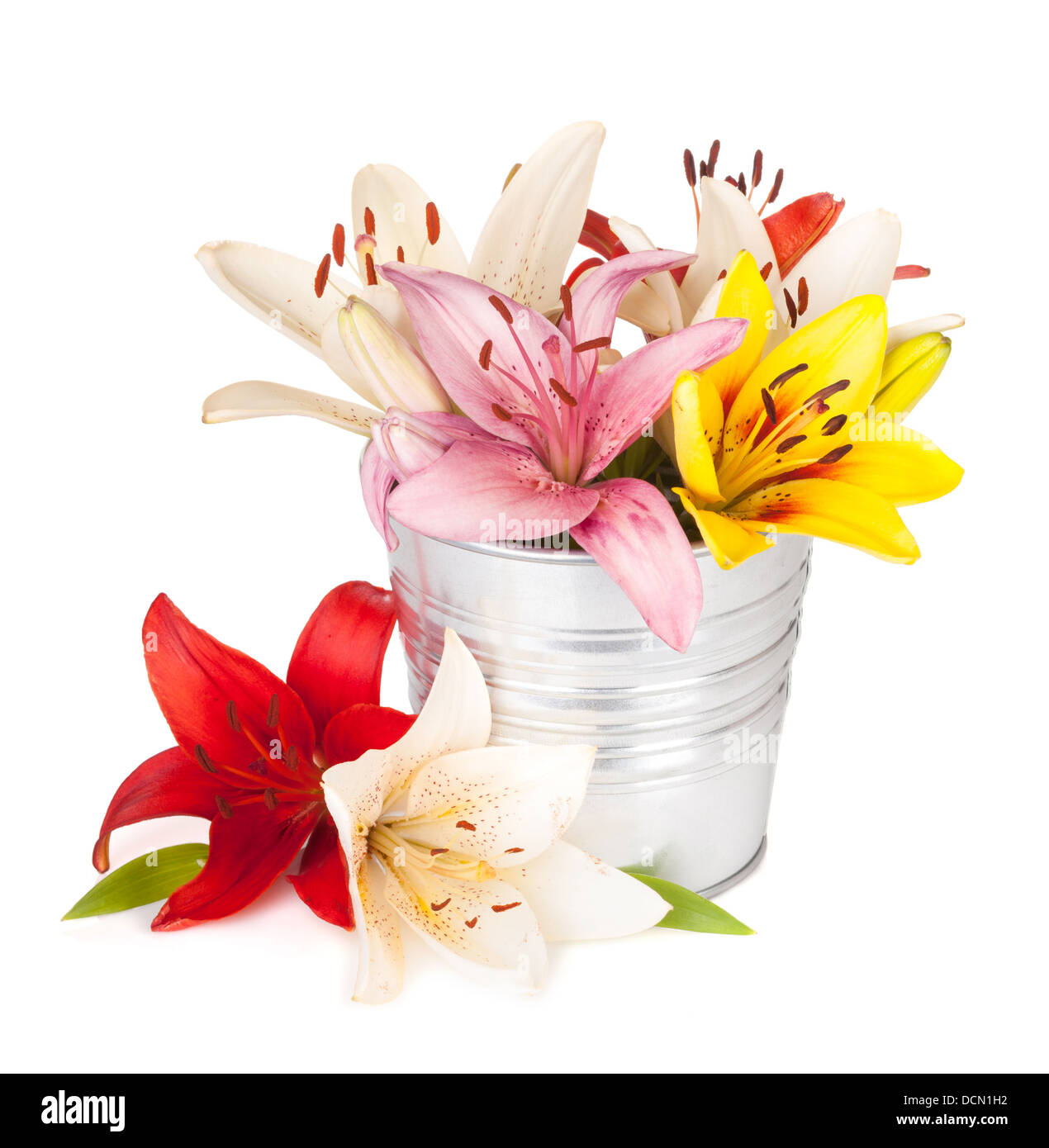 Colorful lily flowers in bucket. Isolated on white background Stock ...