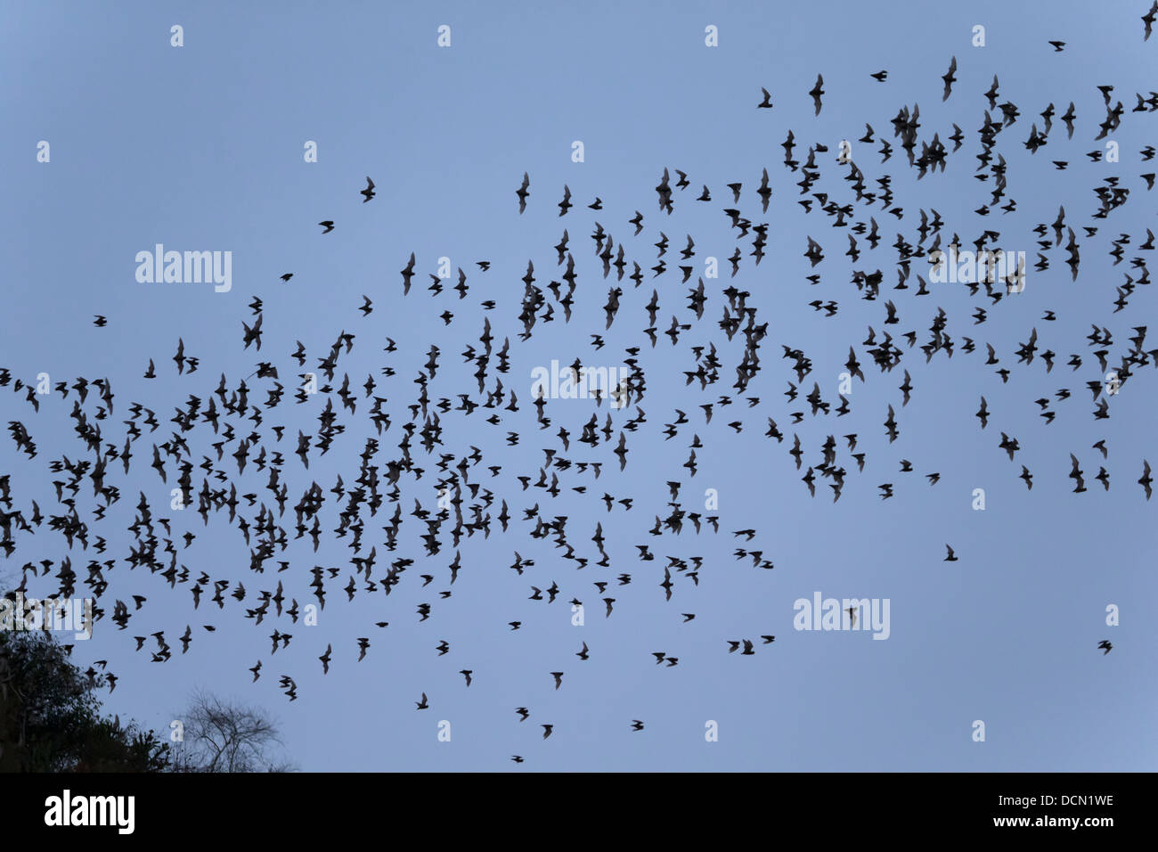 bats cloud Cambodia Battambang Asia fruit feed out Stock Photo - Alamy