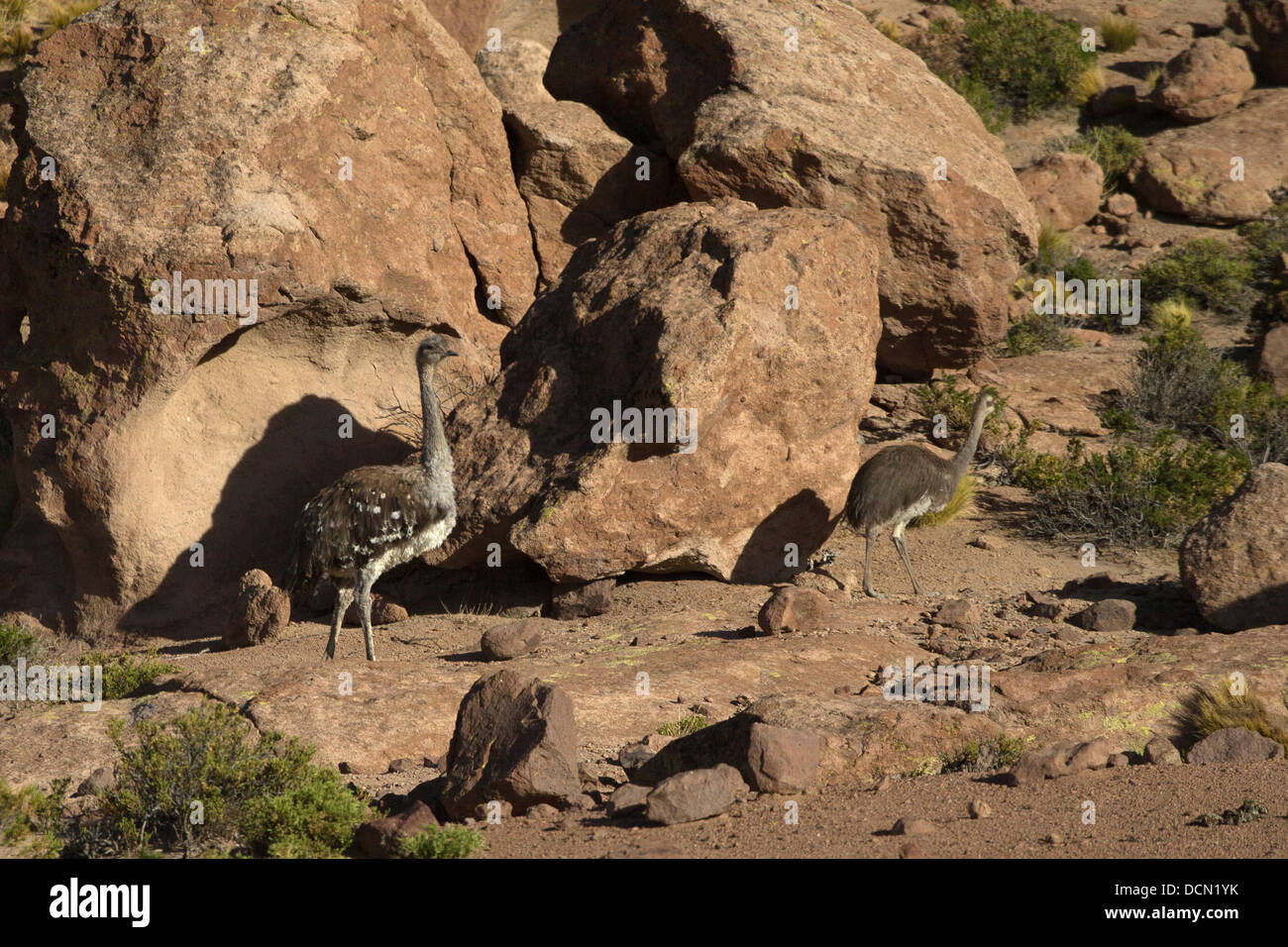 rhea wild bird Chile Atacama desert threatened Stock Photo - Alamy