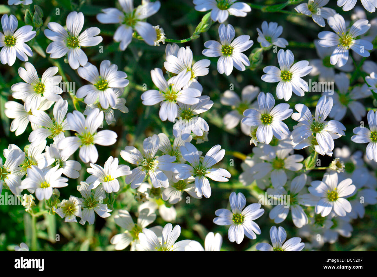 white flowers of Gypsophila repens Stock Photo - Alamy