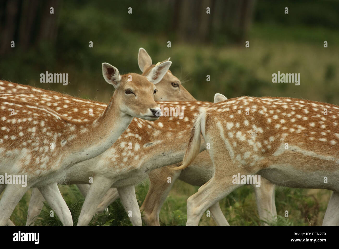 Male and female deer hi-res stock photography and images - Alamy