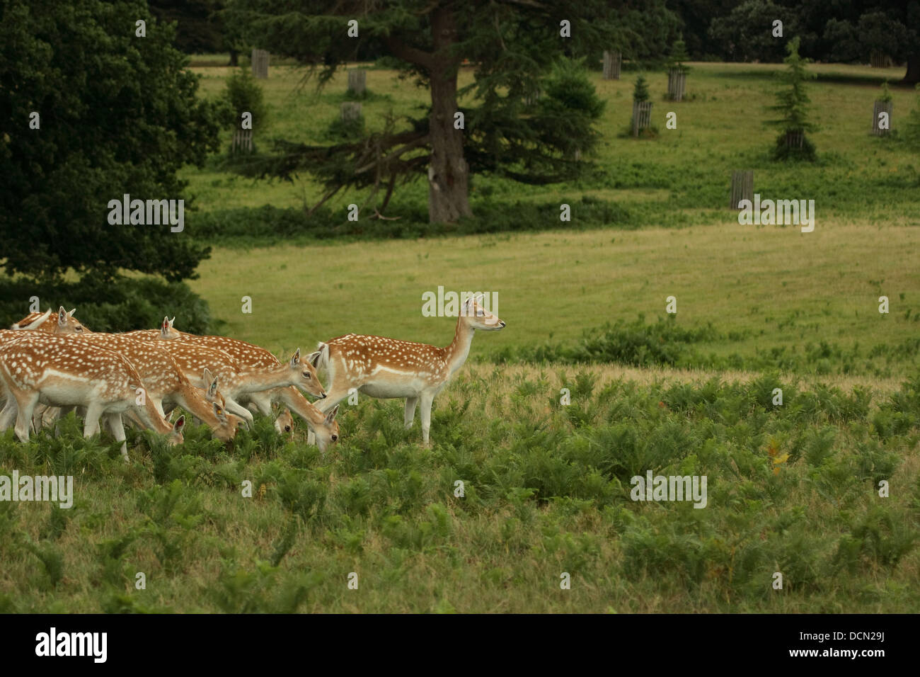 Female Fallow Deer alert Stock Photo - Alamy
