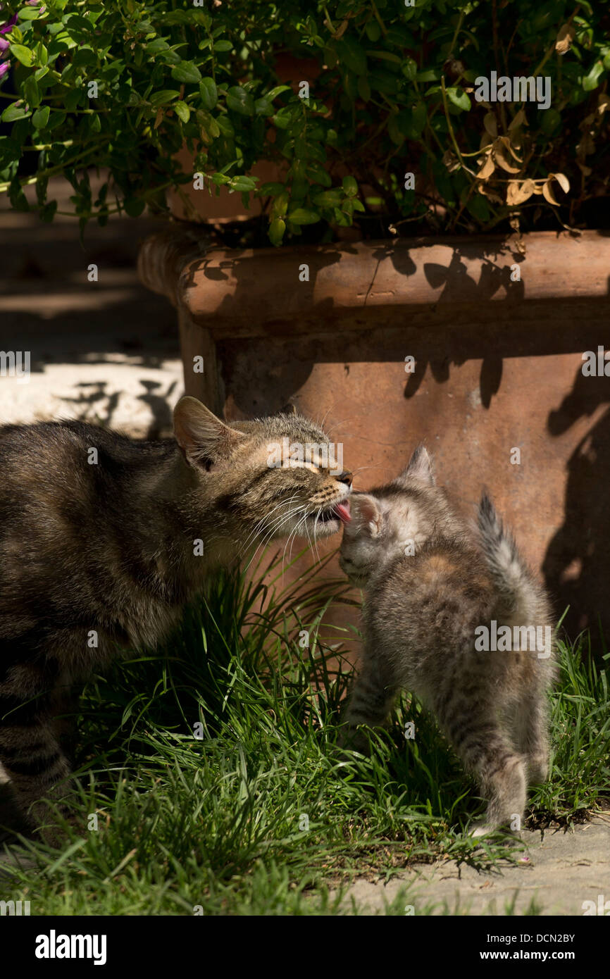 kitten baby cat animal cute small young nature out Stock Photo - Alamy