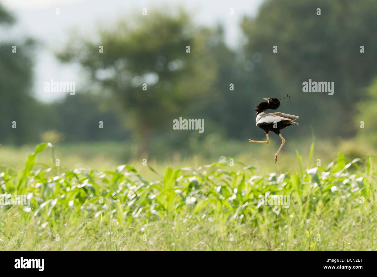 Lesser Florican