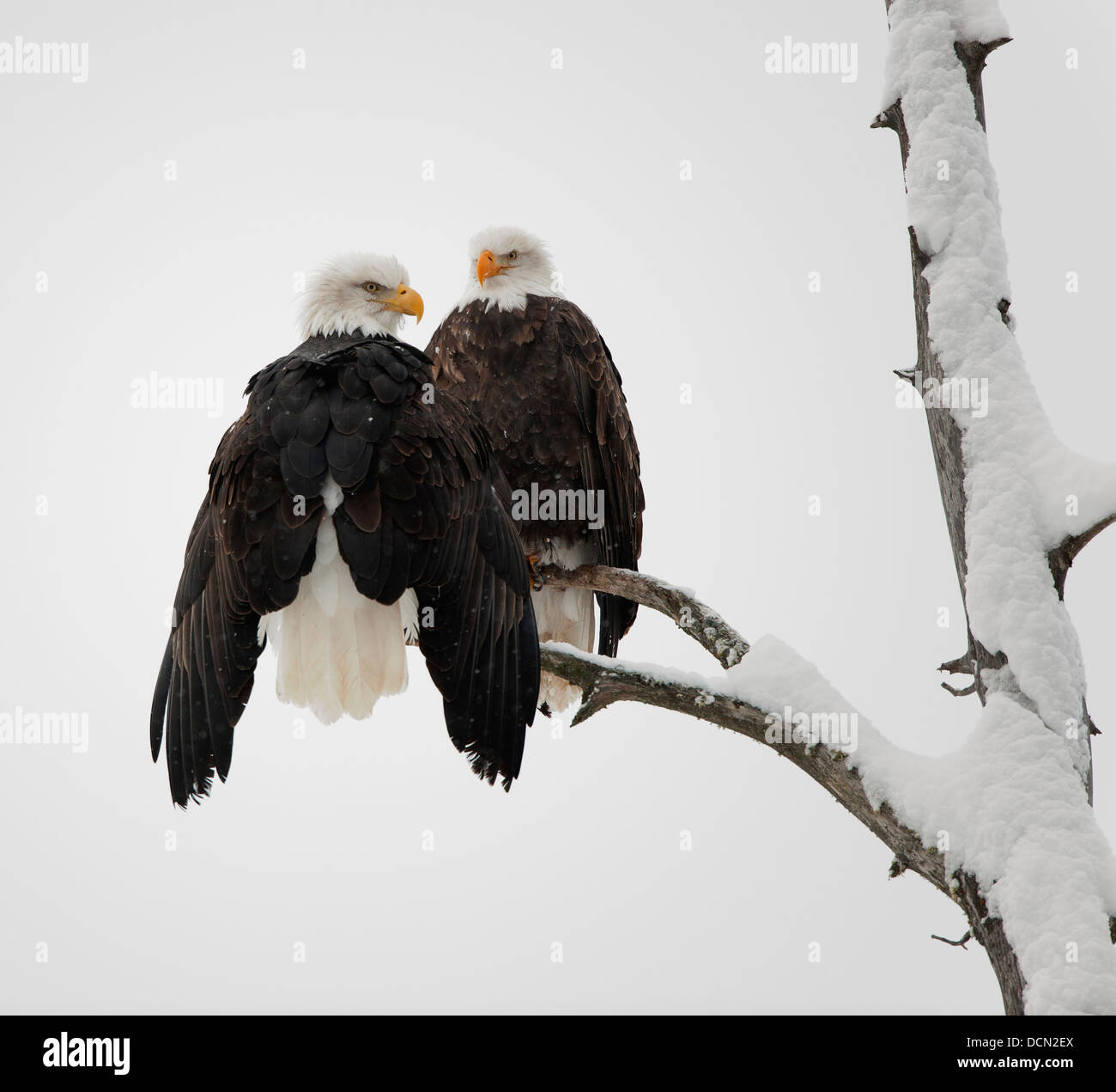 Bald eagle bird couple portrait hi-res stock photography and images - Alamy