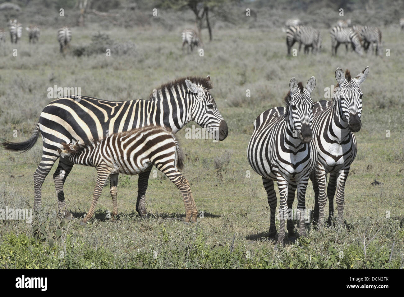 Feeding of a foal of a zebra Stock Photo - Alamy