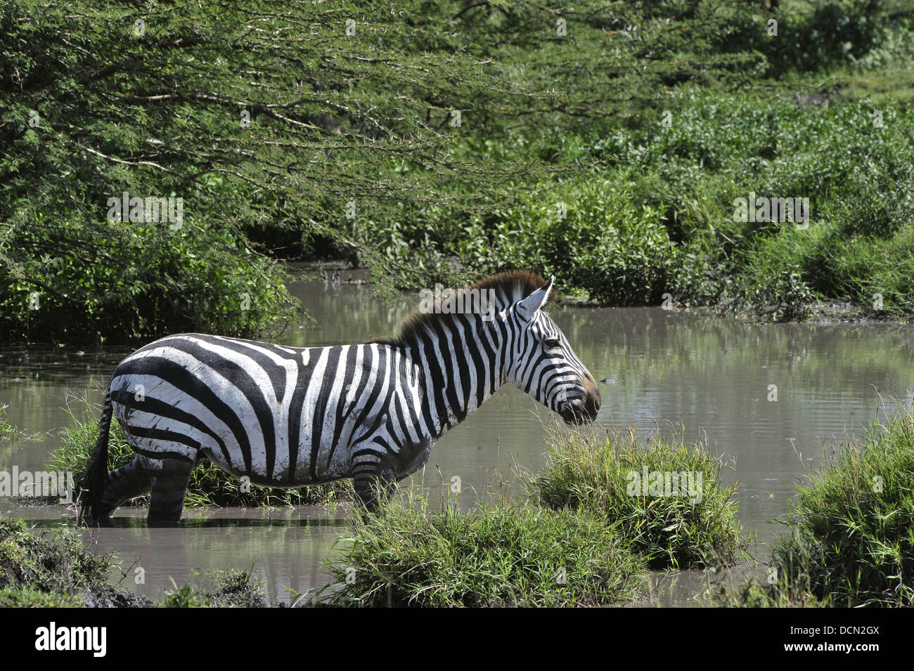 Zebra in the water Stock Photo - Alamy
