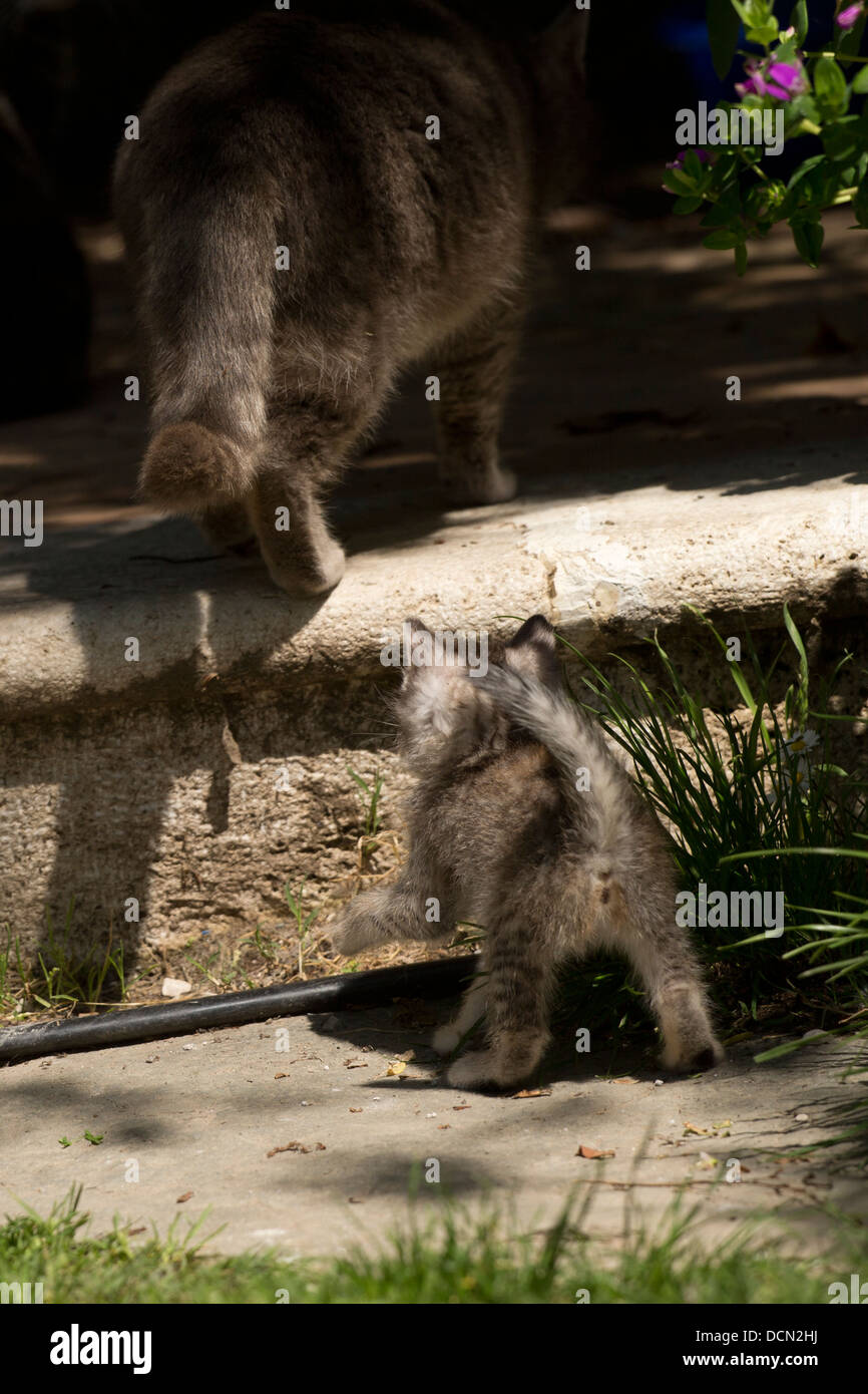 kitten baby cat animal cute small young nature out Stock Photo - Alamy