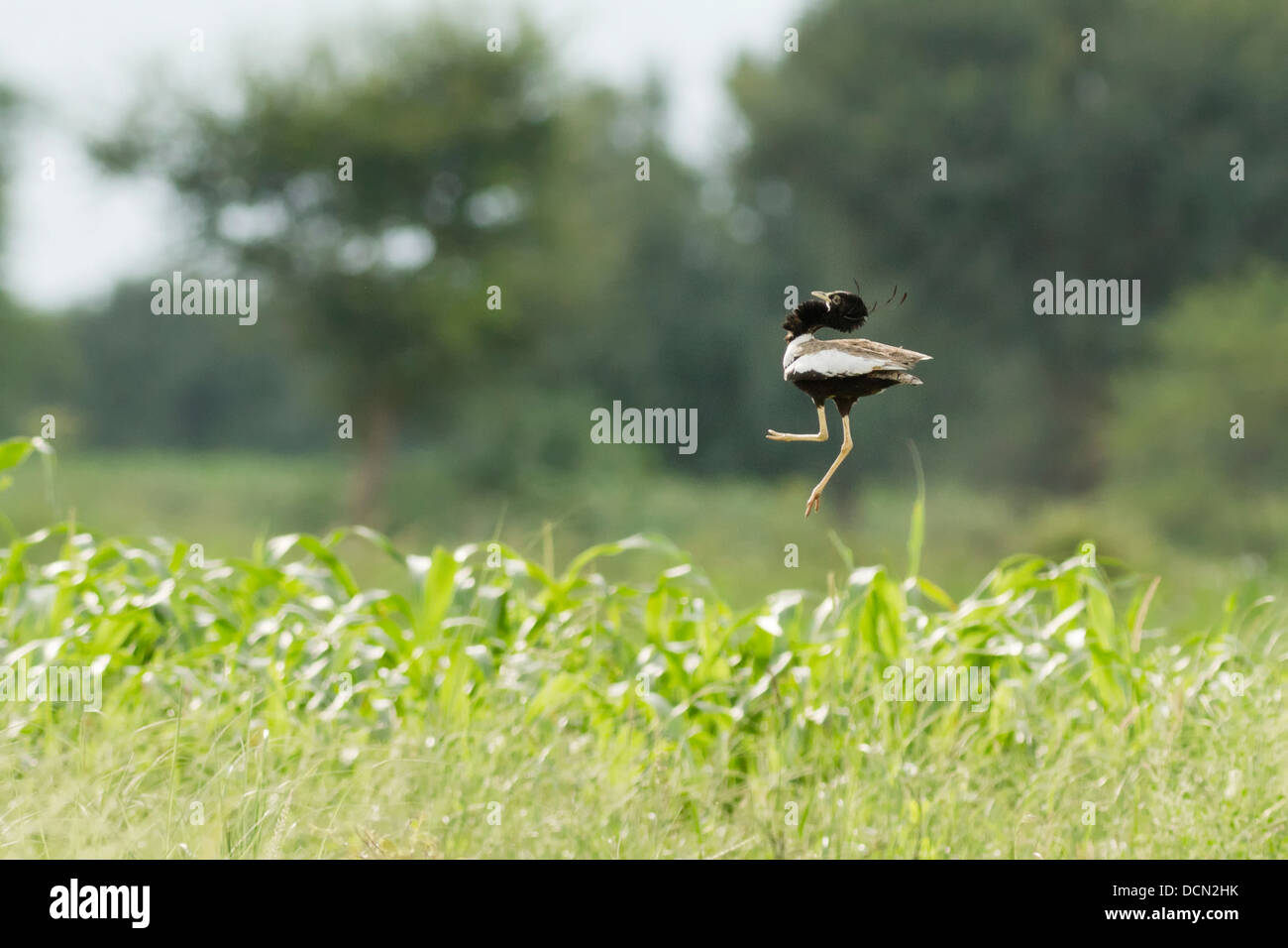 courtship display of the Likh or Lesser Florican (Sypheotides indicus ...