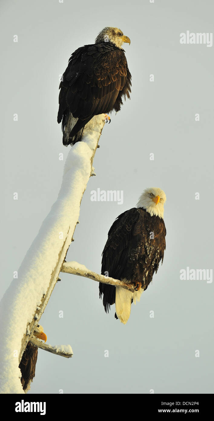 Bald Eagle pair Stock Photo - Alamy
