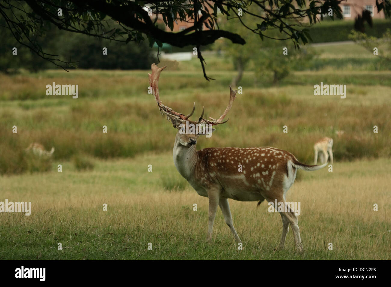 Male Fallow Deer sheltering Stock Photo - Alamy