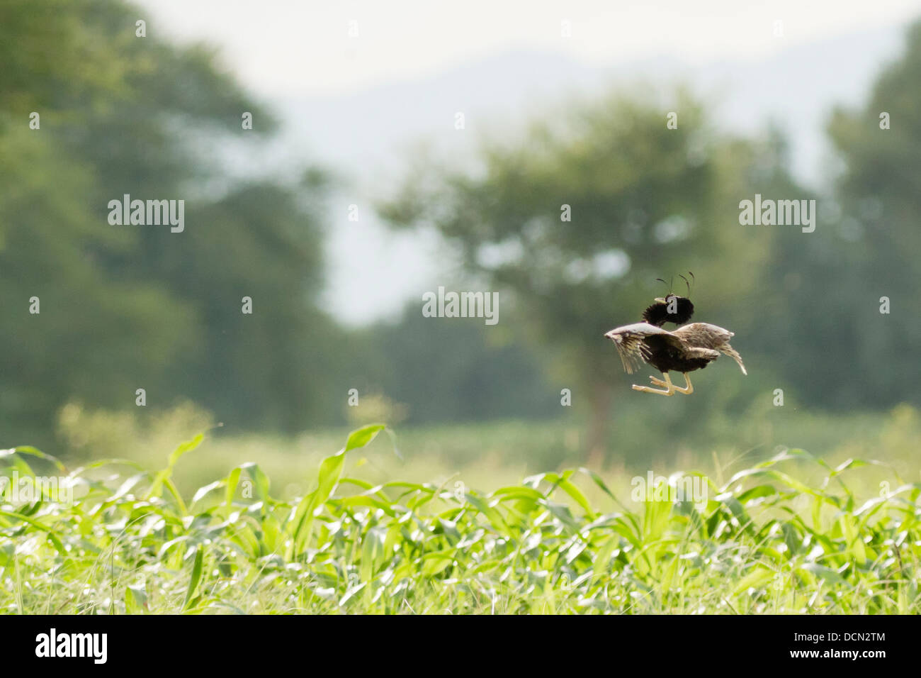courtship display of the Likh or Lesser Florican (Sypheotides indicus ...