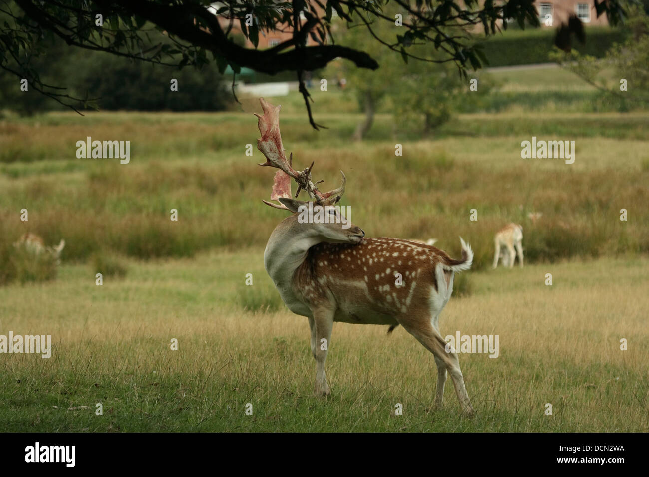 Male Fallow Deer grooming Stock Photo - Alamy
