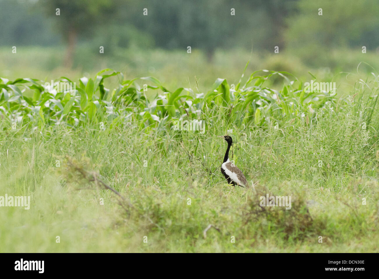 the Likh or Lesser Florican (Sypheotides indicus) male at a lek Stock ...