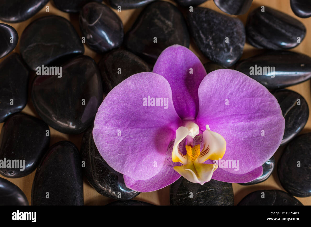 Orchid stone hi-res stock photography and images - Alamy