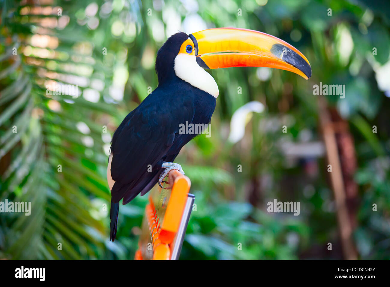 Colorful tucan in the aviary Stock Photo - Alamy