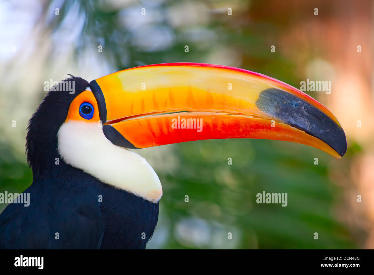 Colorful tucan in the aviary Stock Photo - Alamy