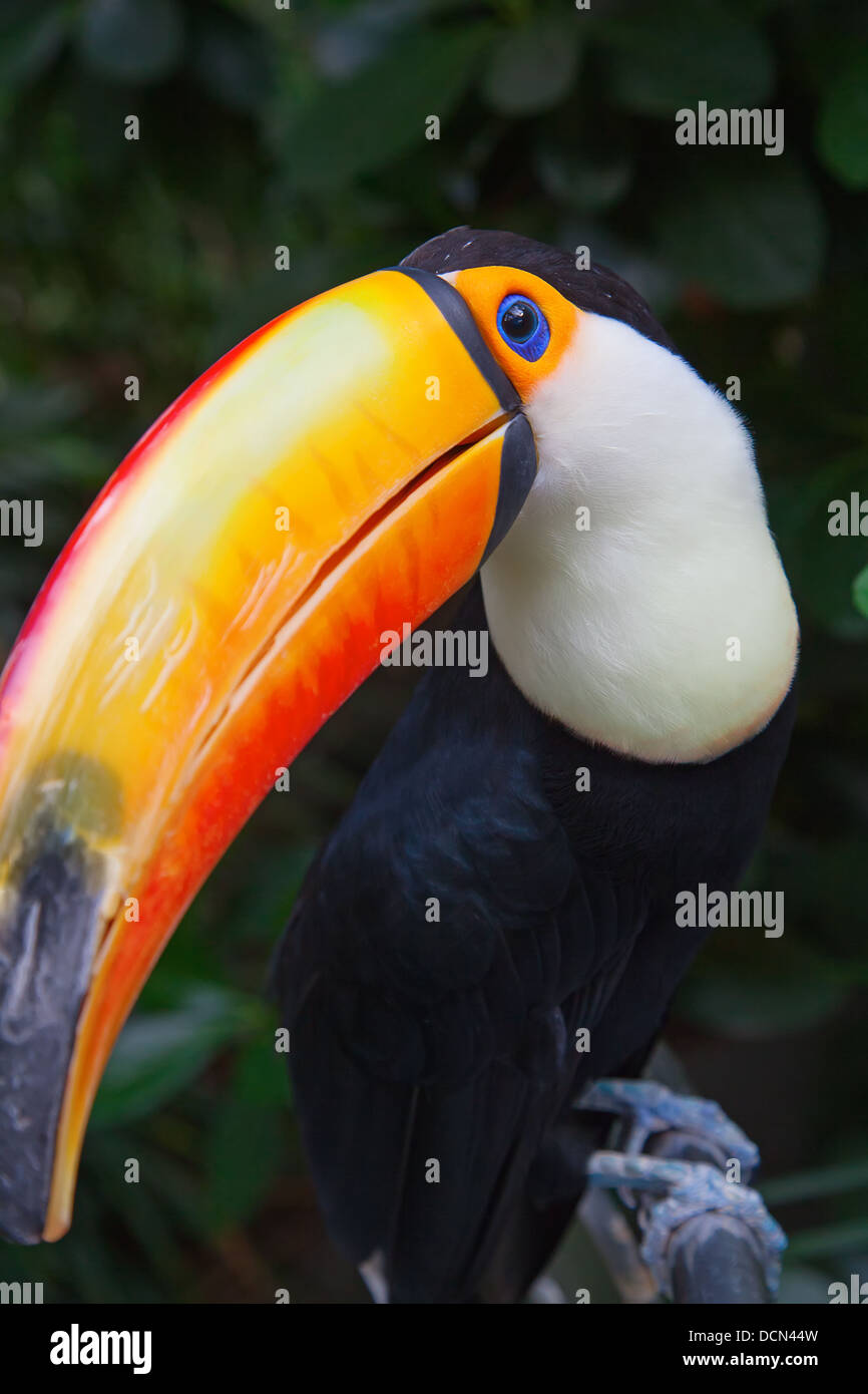 Rainforest avian scene hi-res stock photography and images - Alamy