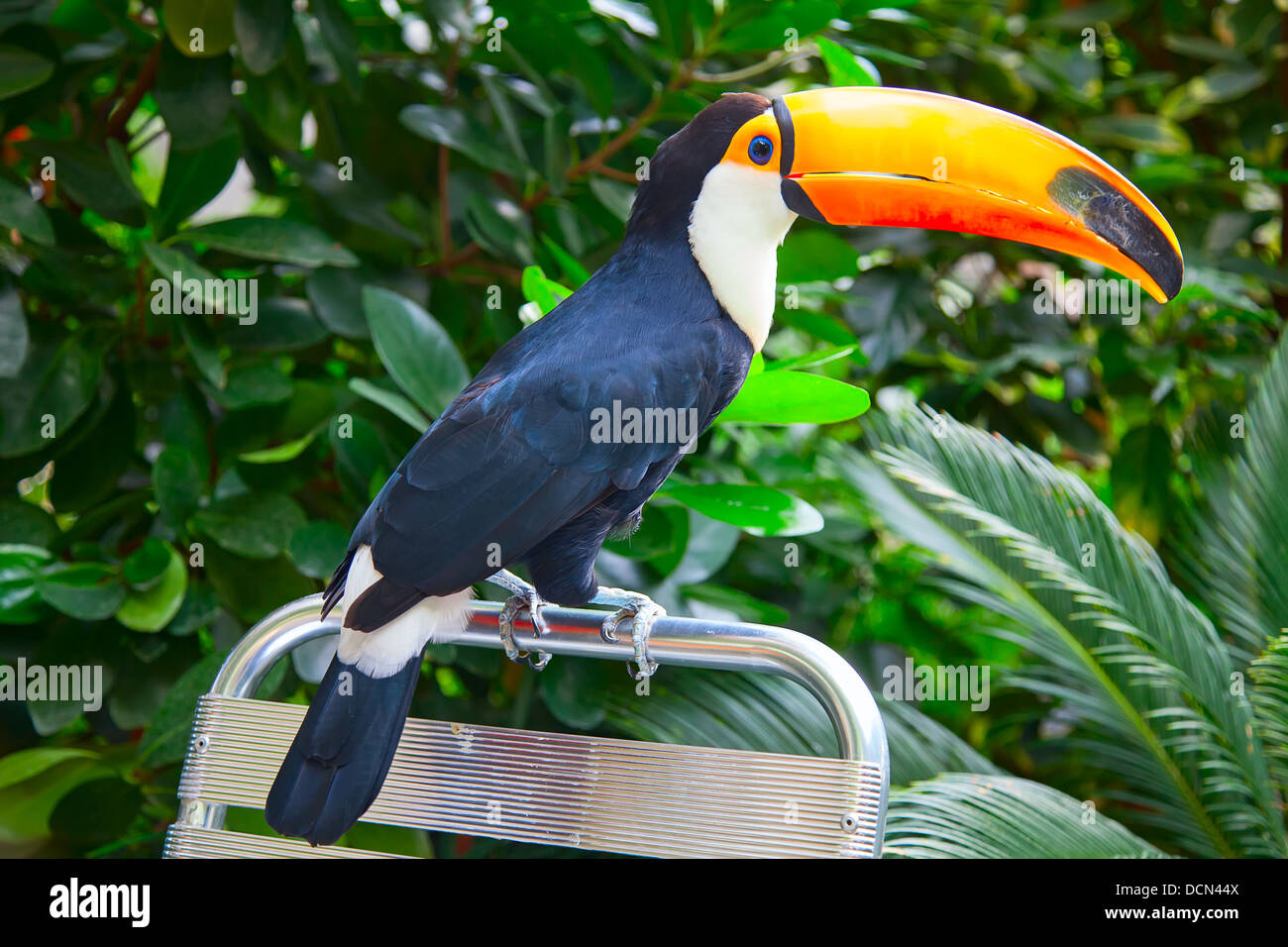 Colorful tucan in the aviary Stock Photo - Alamy
