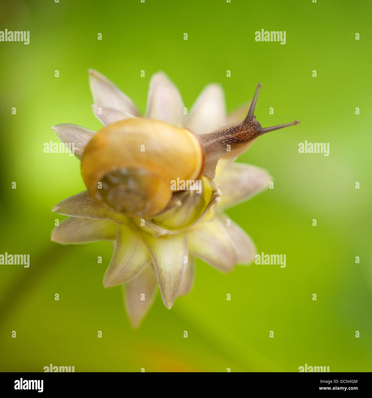 snail on a flower Stock Photo - Alamy
