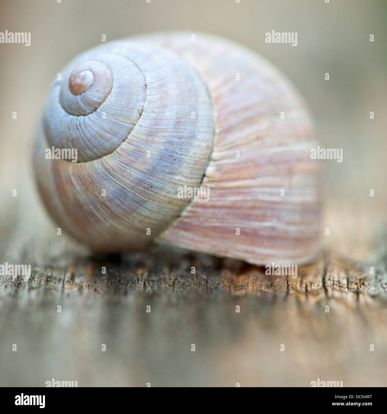 House animals hi-res stock photography and images - Alamy