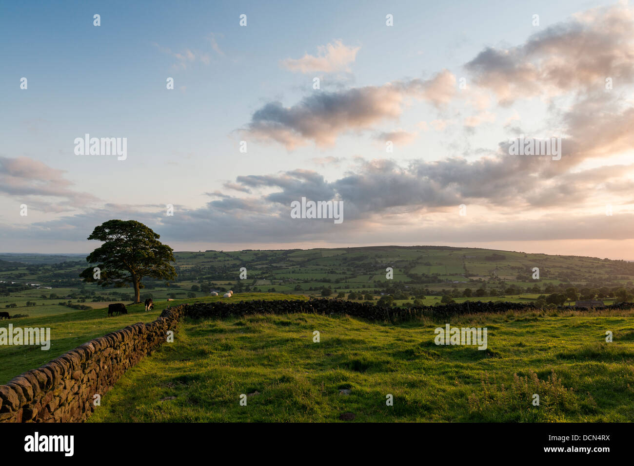 Roaches tree hi-res stock photography and images - Alamy