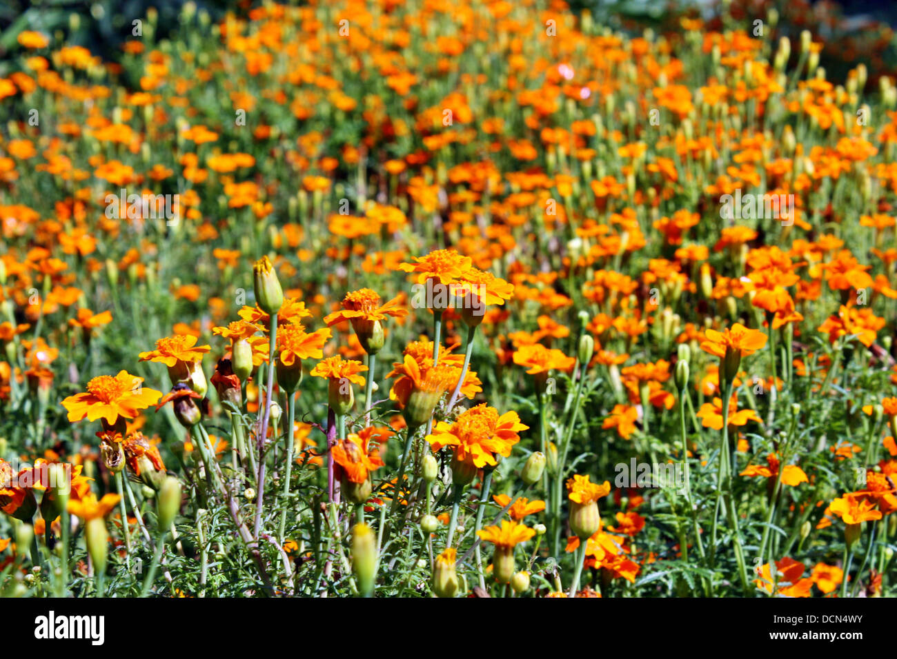 Marigold vegetable garden hi-res stock photography and images - Alamy