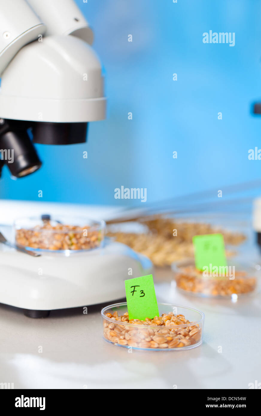 Corn Hybrid Selection genetic biotechnology Stock Photo - Alamy