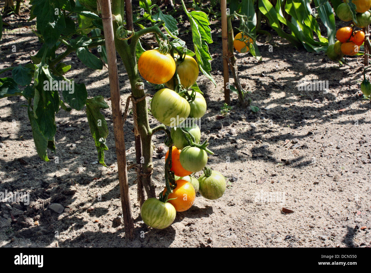 Tomatoes ripened in the sun Stock Photo - Alamy